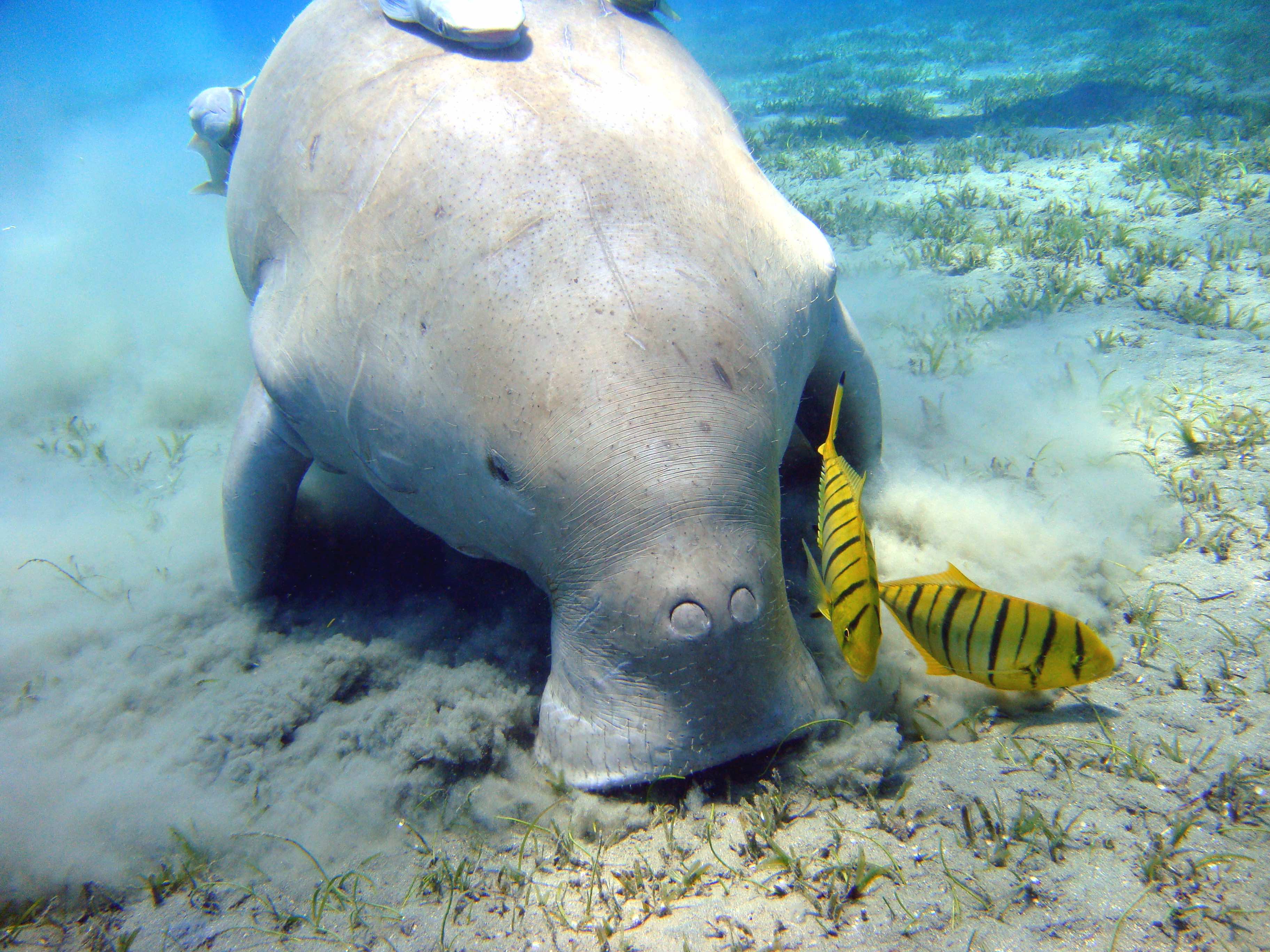 Communities leading seagrass and dugong conservation - Mihari Network